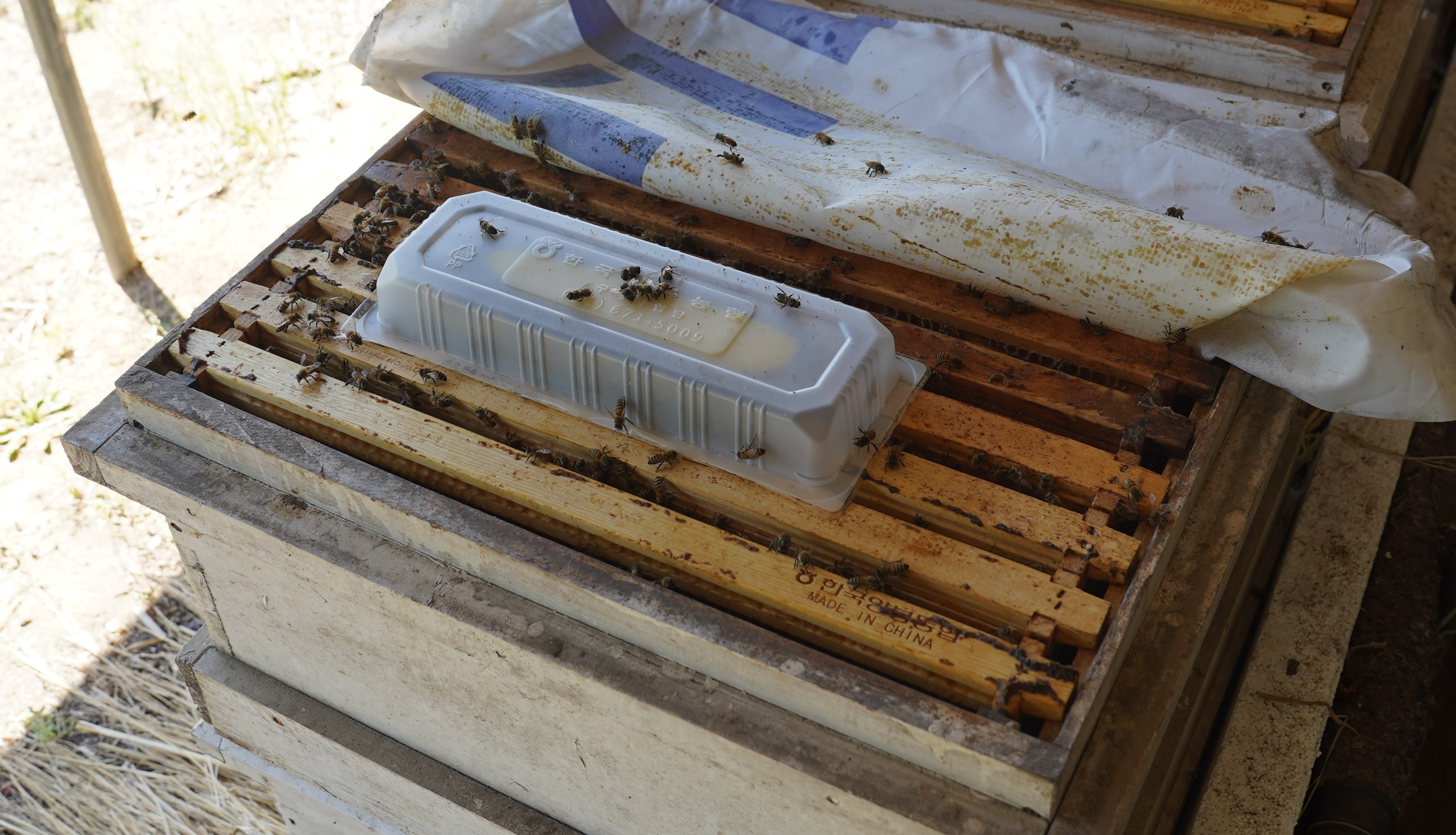 Korean Beekeeping on Brink of Collapse as 10 Billion Honeybees Disappear